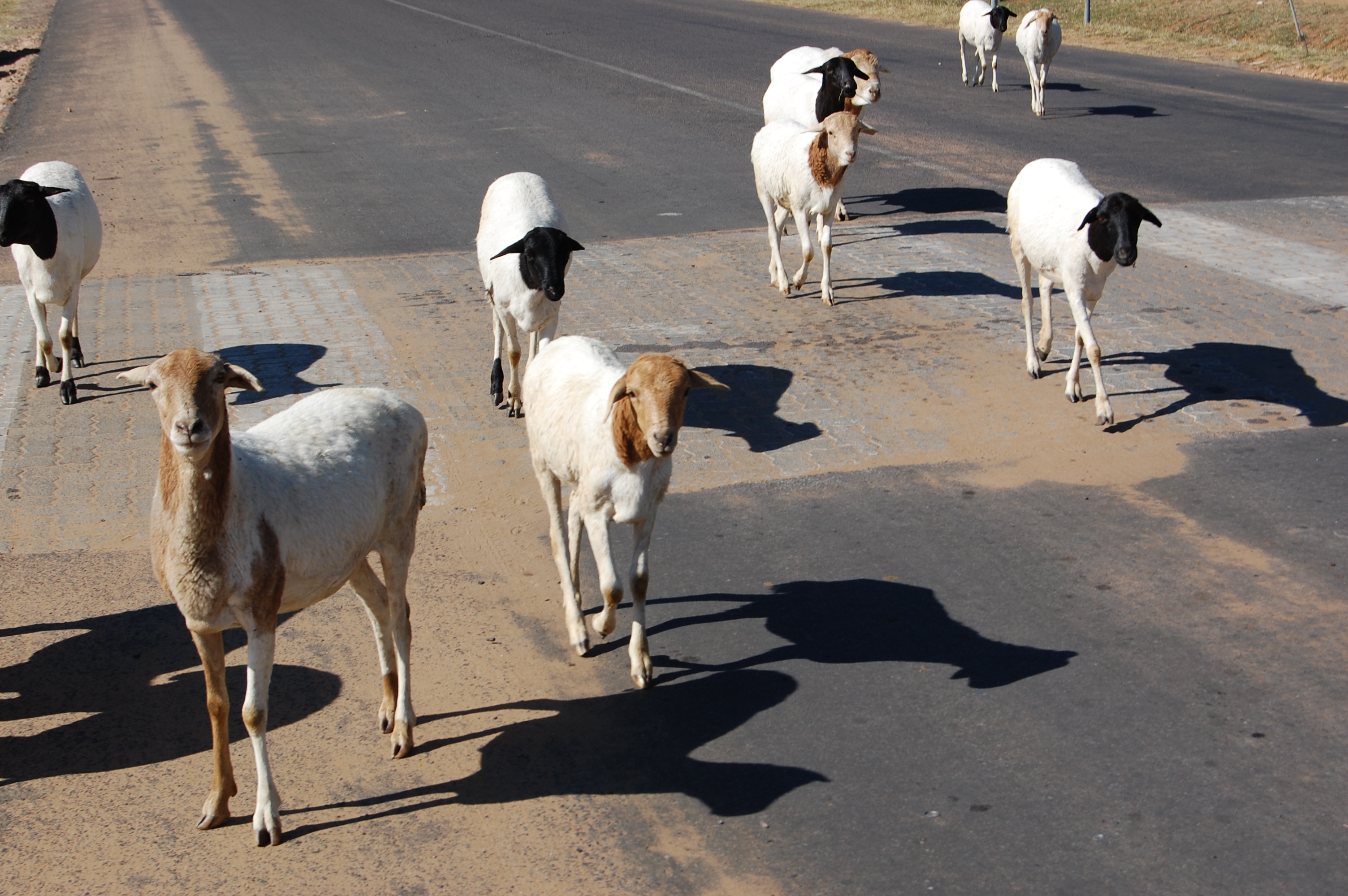 ‘Stray animals are a road safety hazard’ | The Guardian