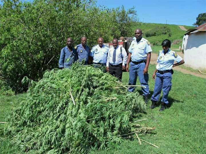 Dagga use decriminalized in SA | The Guardian