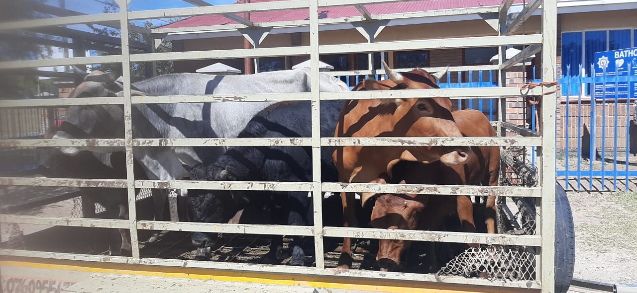 Three men arrested for being in possession of suspected stolen cows in ...