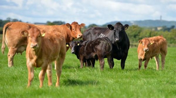 Six men nabbed for allegedly stealing 10 cows in Bloemhof | The Guardian