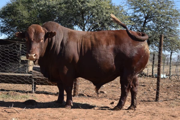 A Bonsmara bull sold at R170 000 during auction in Vryburg | The Guardian