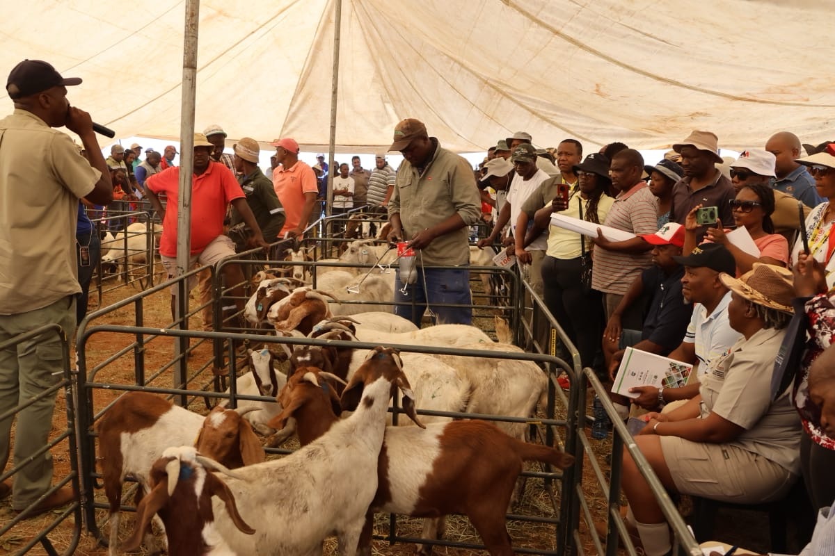 Livestock Auction Pens To Link Farmers To Formal Markets | The Guardian