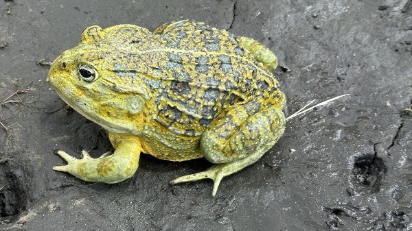 Largest frog in more than 100 years discovered in Africa | The Guardian