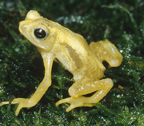 Tanzanian spray toad extinction highlights the need to protect ...