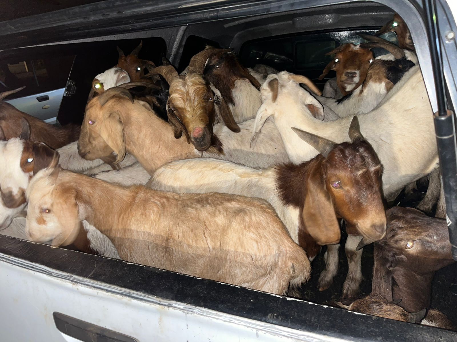 A man nabbed with suspected stolen goats | The Guardian